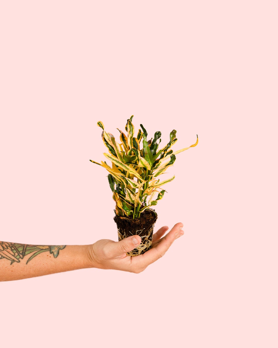 Croton Fideo | Mini Plantas Naturales Interior | Pur Plant | Leroy Merlin
