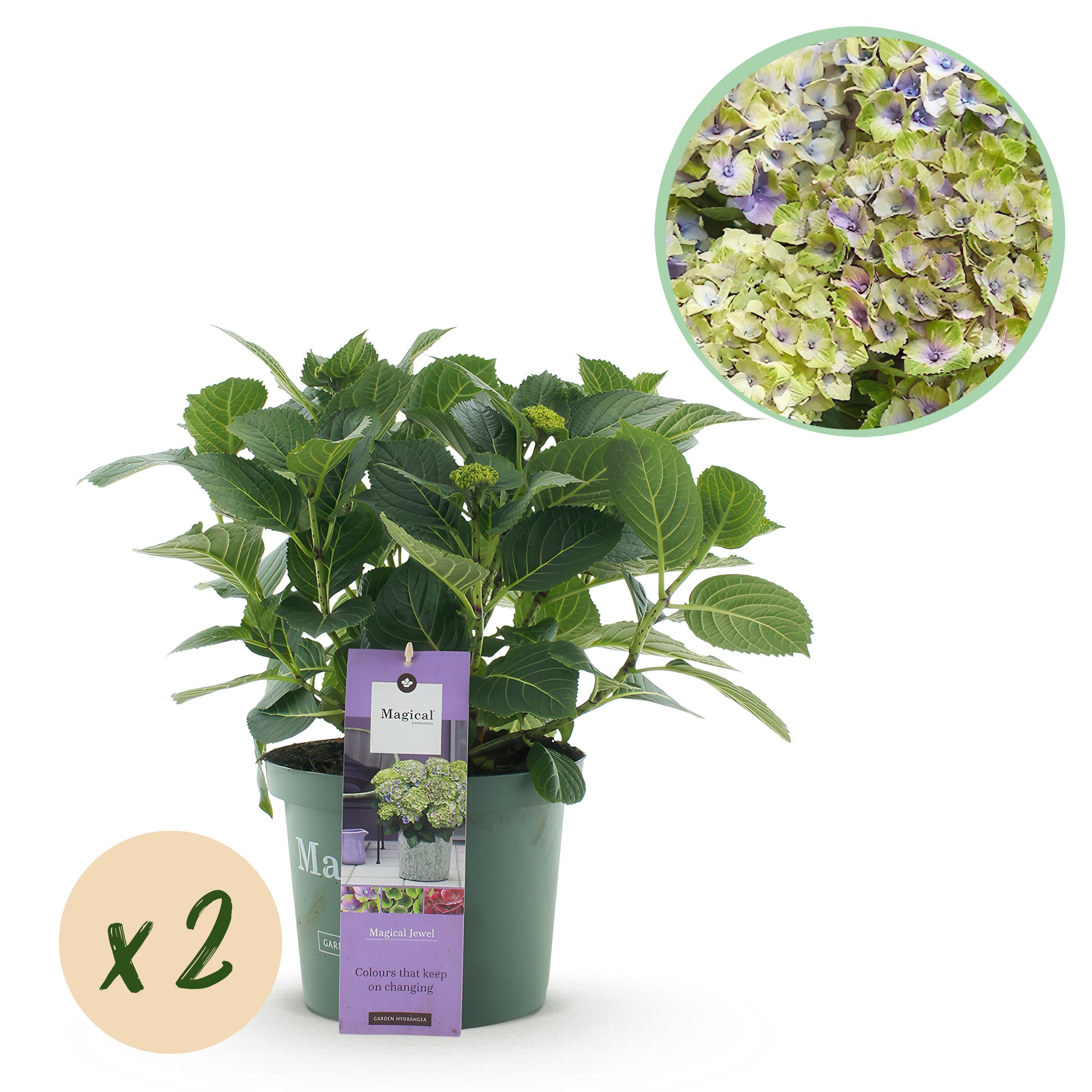 Green boutiQ Hortensia Hydrangea Magical Jewel Blue – 2 plantes – Pot ...
