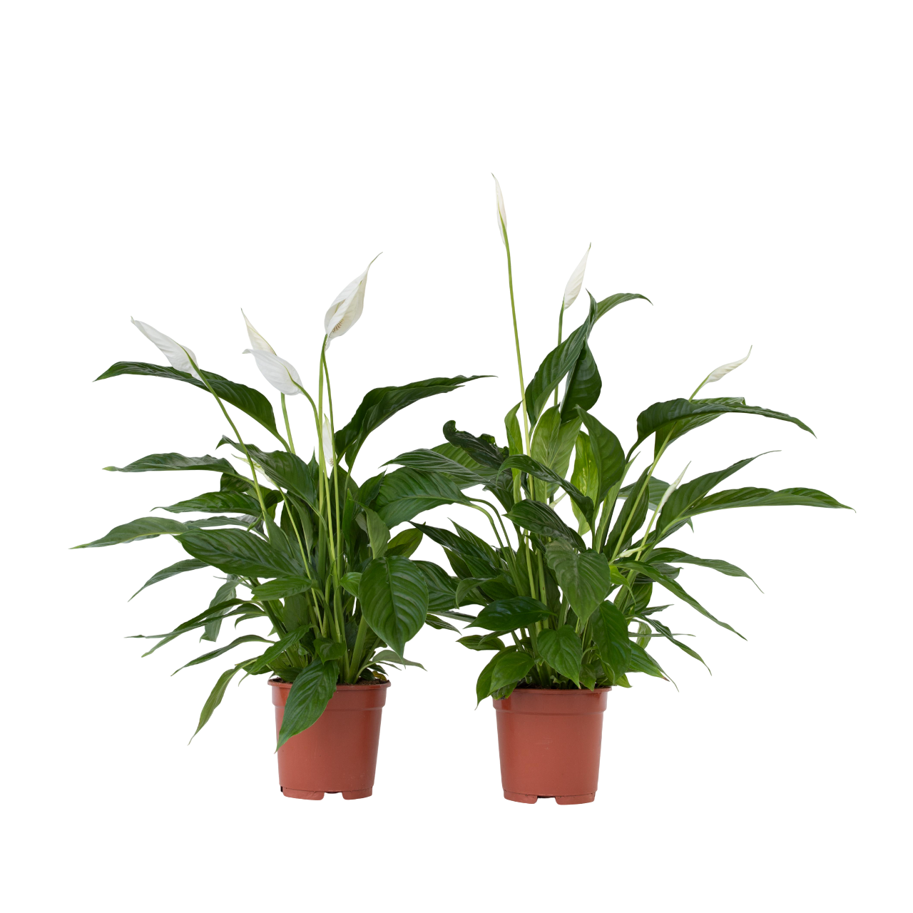 Fleur de lune - Set de 2 - Spathiphyllum 'Lima' - Hauteur 60-75cm ...
