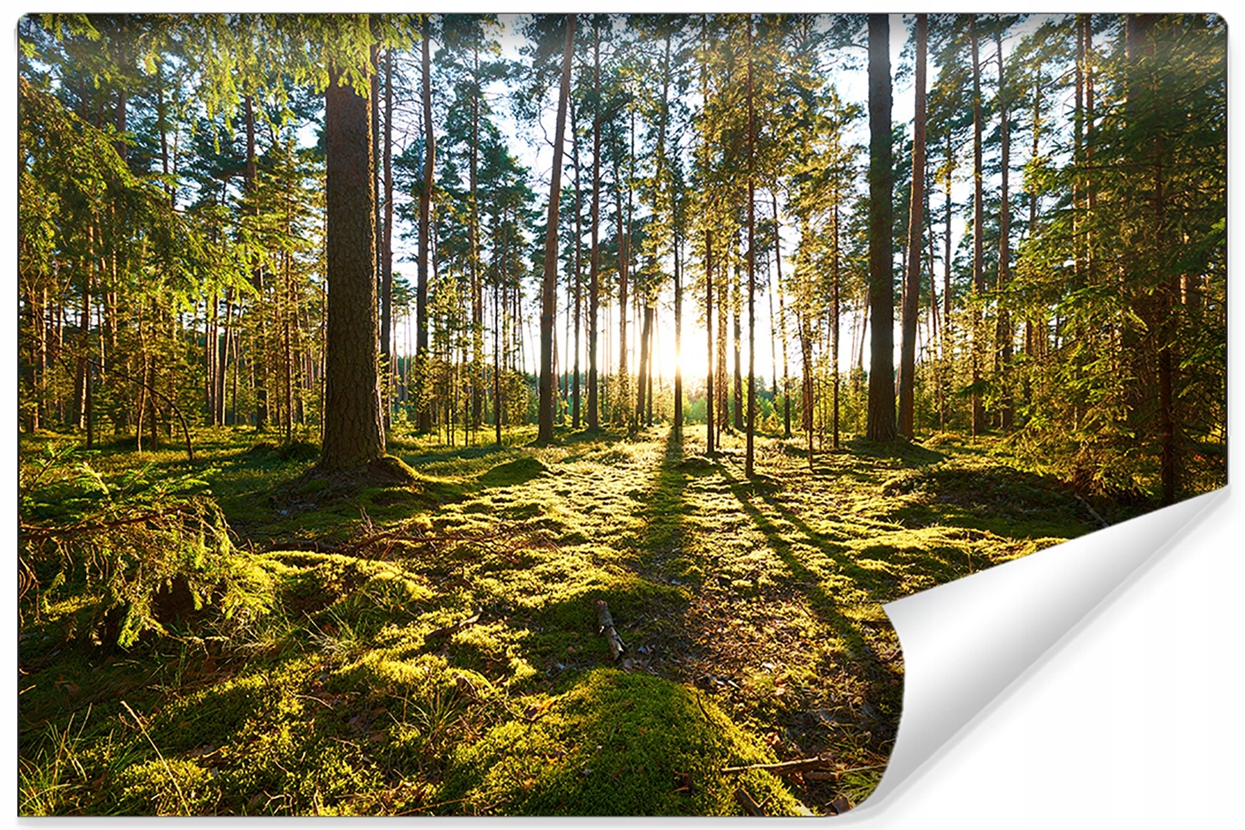 Papier Peint Intissé Photo Mural FORÊT Arbres Paysage Nature 3D Pour ...