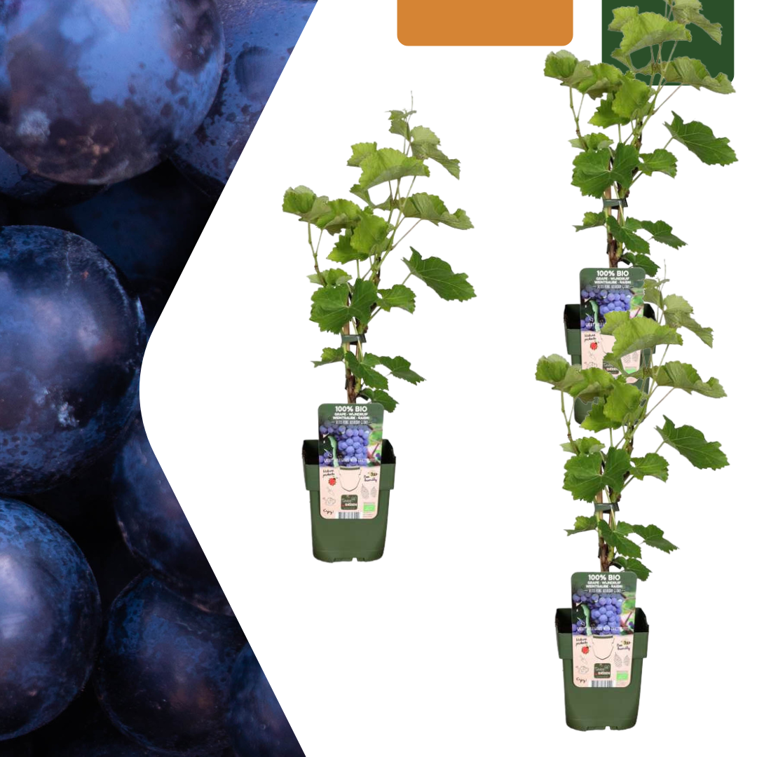 3 Plants de Vigne Bio – Vitis vinifera en pot Ø13 cm | Croissance ...
