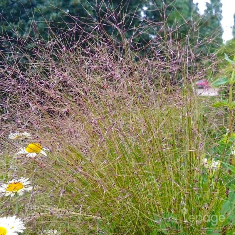 2 Stipes 'Palomino' - Lot de 2 godets - Pépinières Naudet | Leroy Merlin