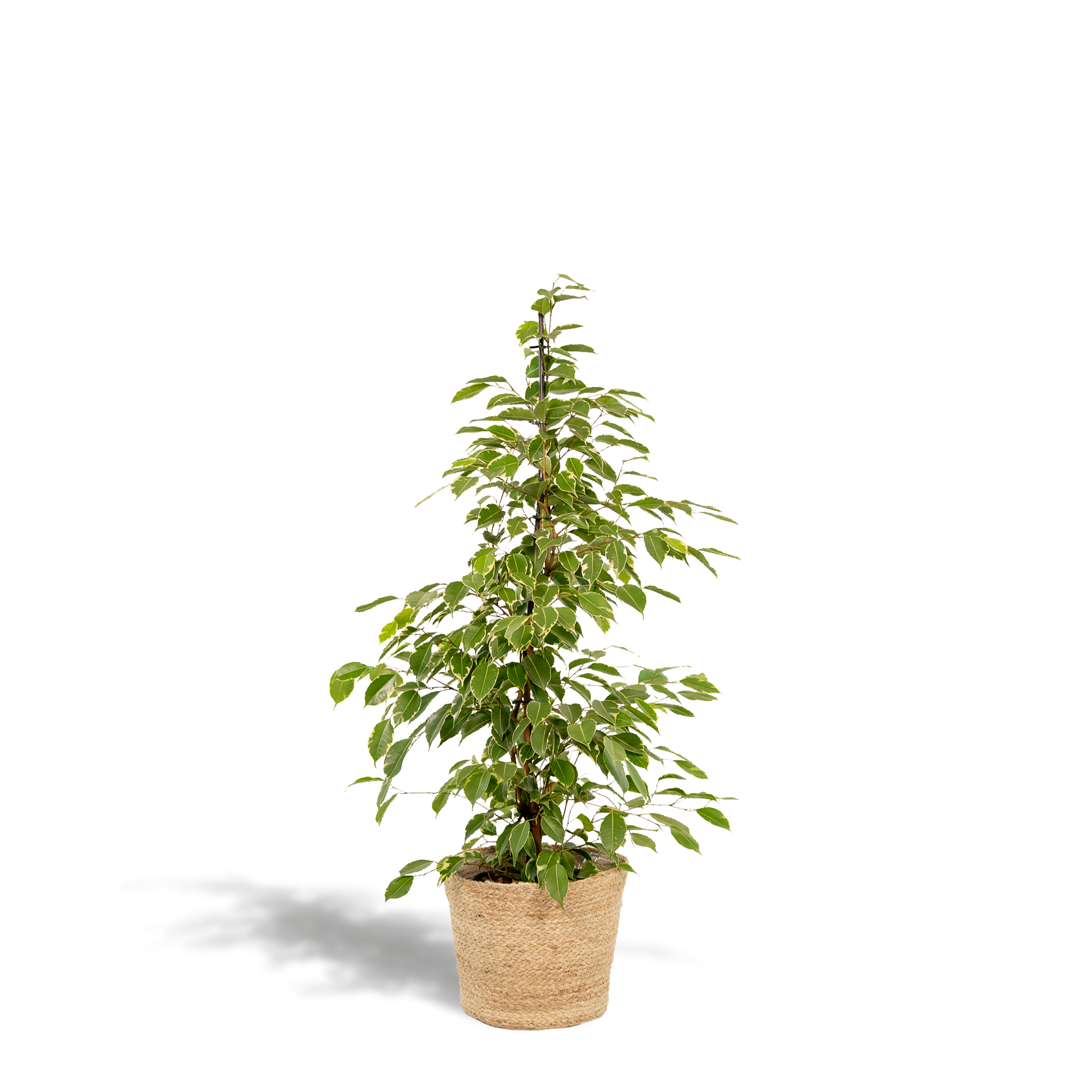 Ficus Benjamina Goldenking - Planta interior verde - Ø21cm - ↕95cm ...