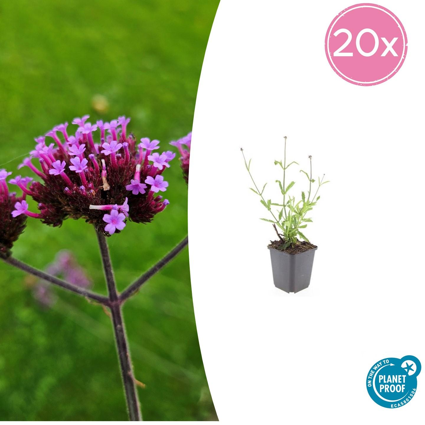 20x Verbena bonariensis 'Lollipop' – Compacta, flor violeta, planta ...