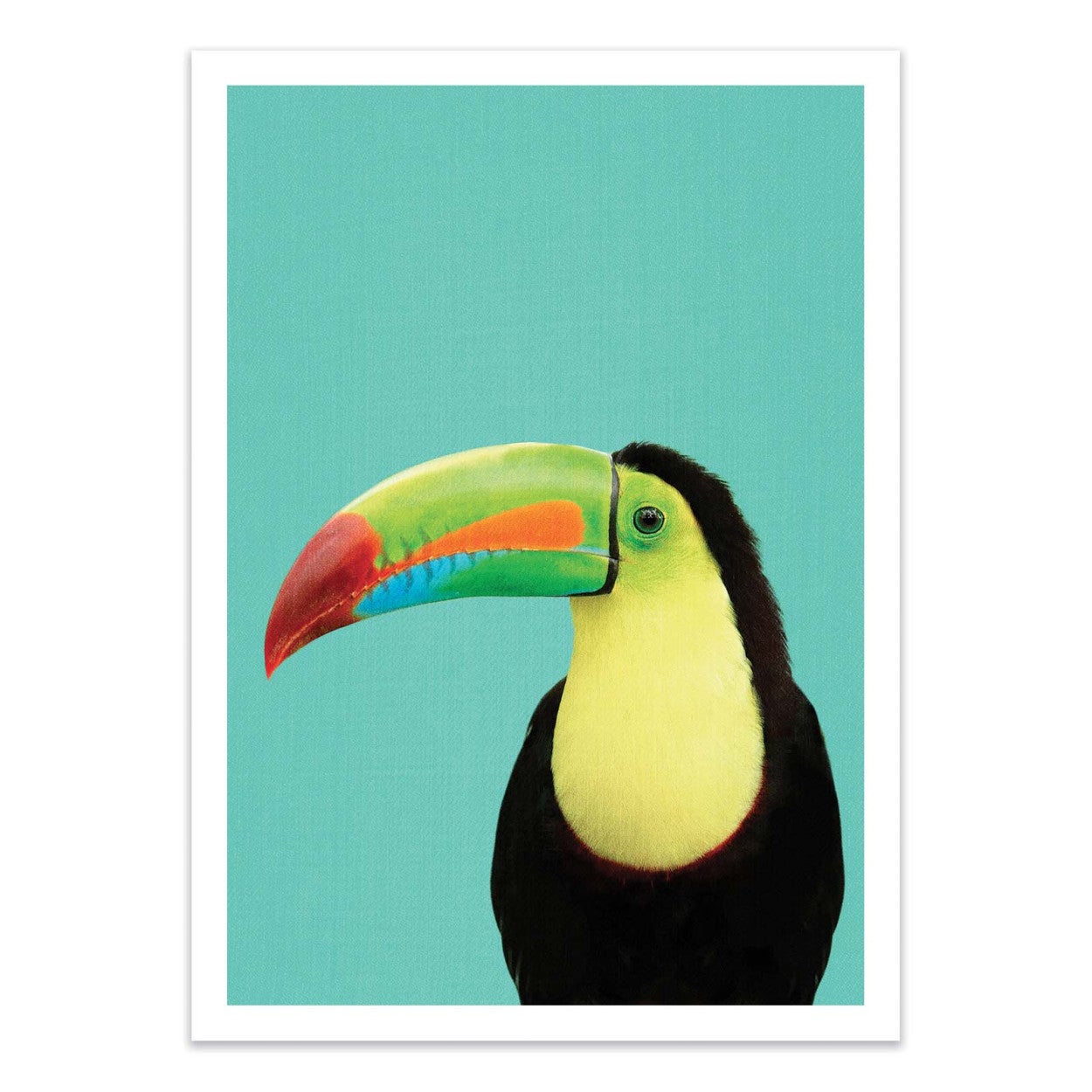 Affiche d’art 30 x 40 cm - Toucan bird in blue - Gal Design | Leroy Merlin