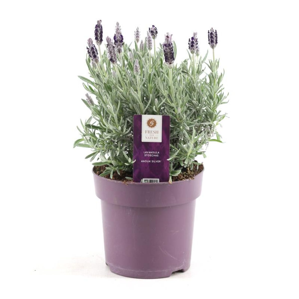 Lavanda Lavandula stoechas Anouk argento – vaso Ø15 cm – altezza 30 cm ...