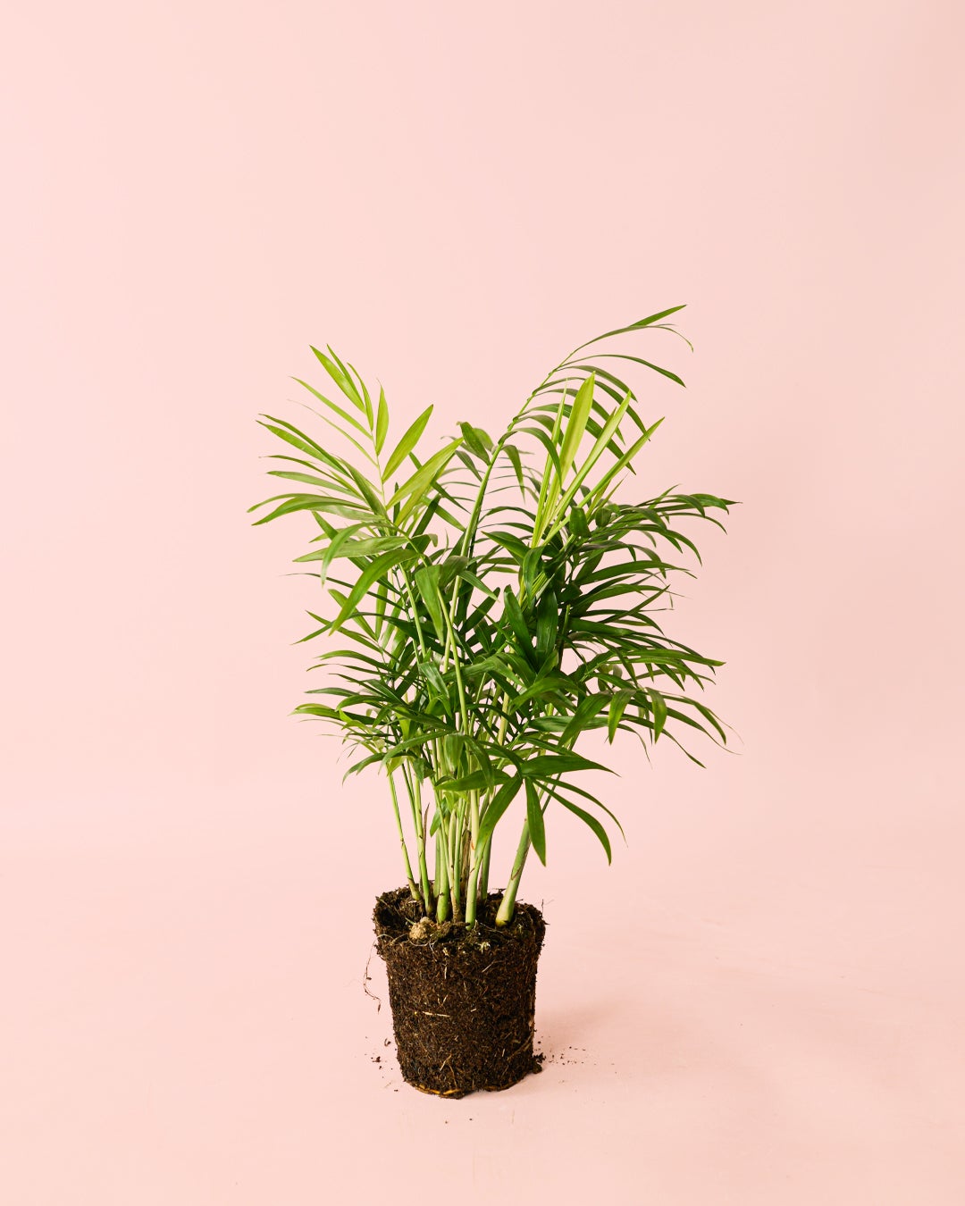 Palma Areca M | Leroy Merlin