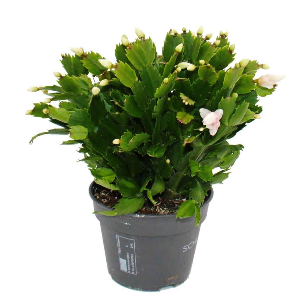 Grand cactus de Noël - Schlumbergera - XXL - pot 17cm - hauteur 25-35cm ...