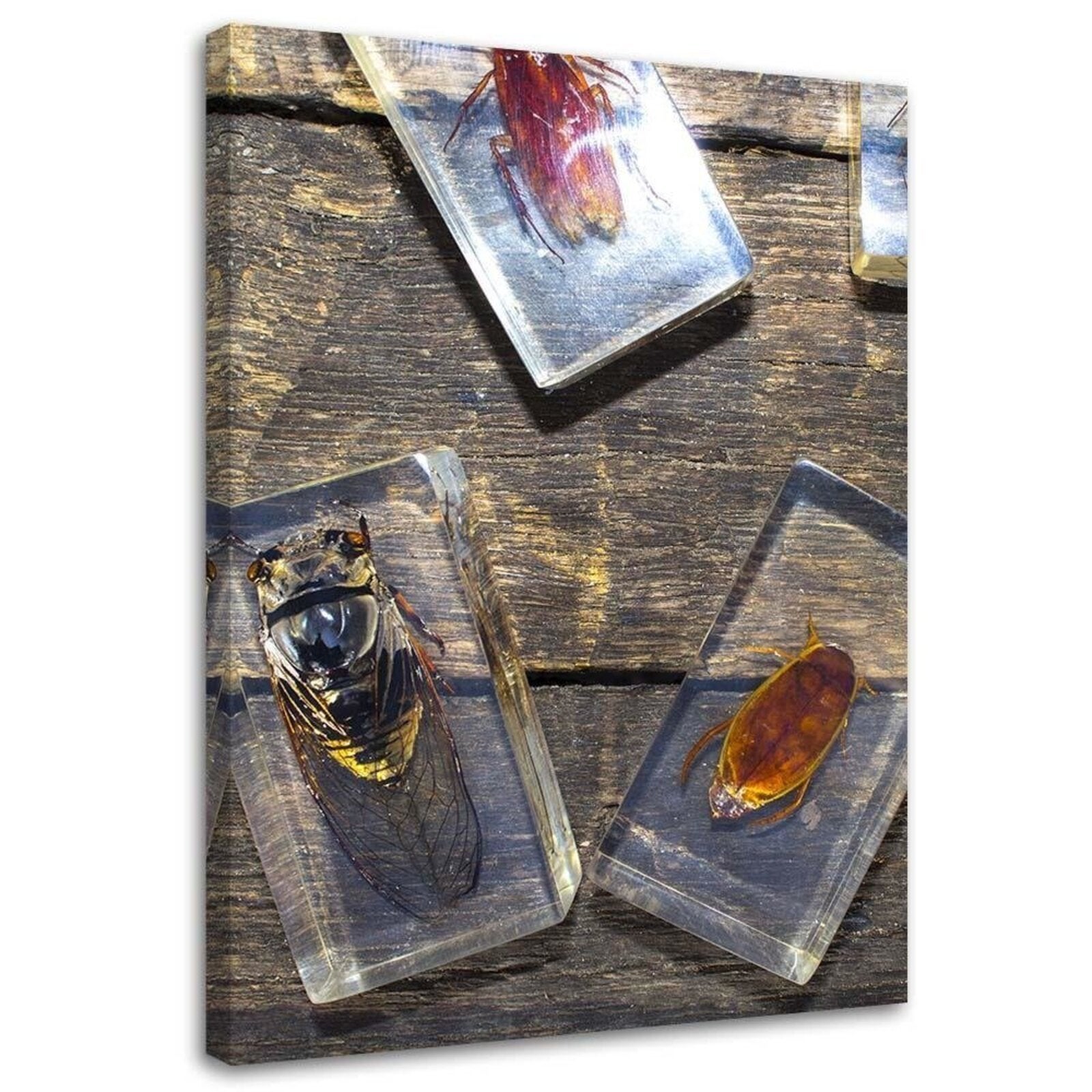 Tableau insectes dans le verre | Leroy Merlin