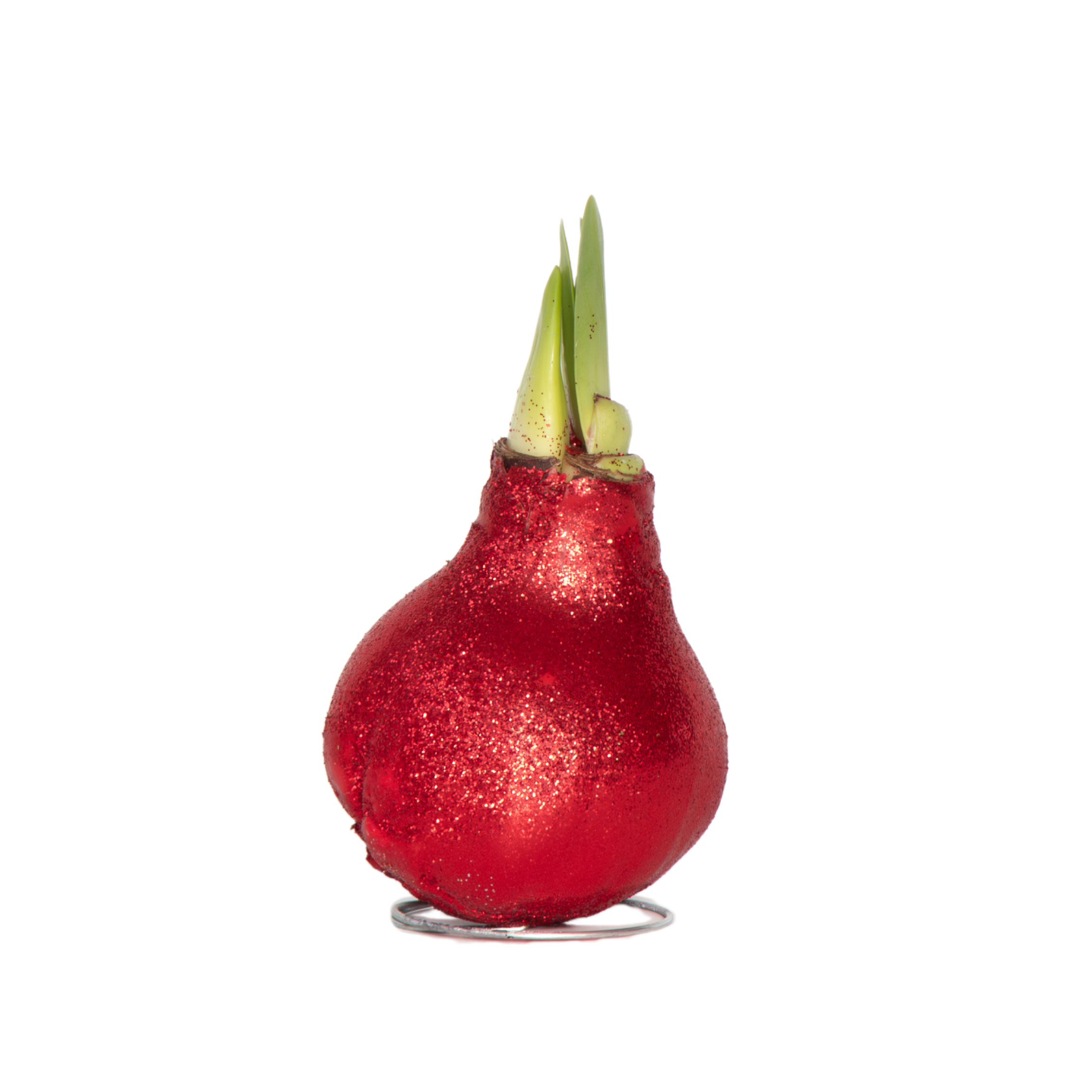 Amarilis - Hippeastrum 'Glitter Red' - Bulbo de flor - Rojo | Leroy Merlin