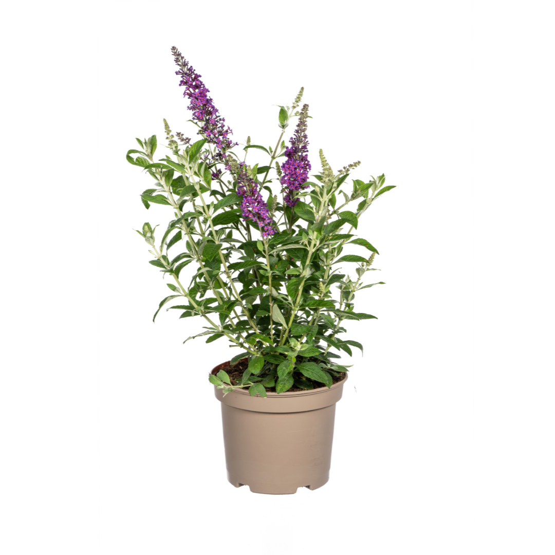 Buddleja Davidii violet arbuste à papillons Ø19 cm hauteur 40-50 cm ...