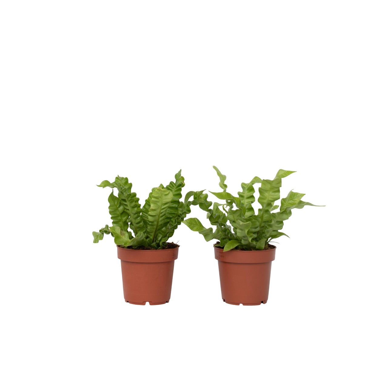 Helecho Nido de Ave - 2 pzs - Asplenium 'Crispy Wave' - Altura 25-40cm ...