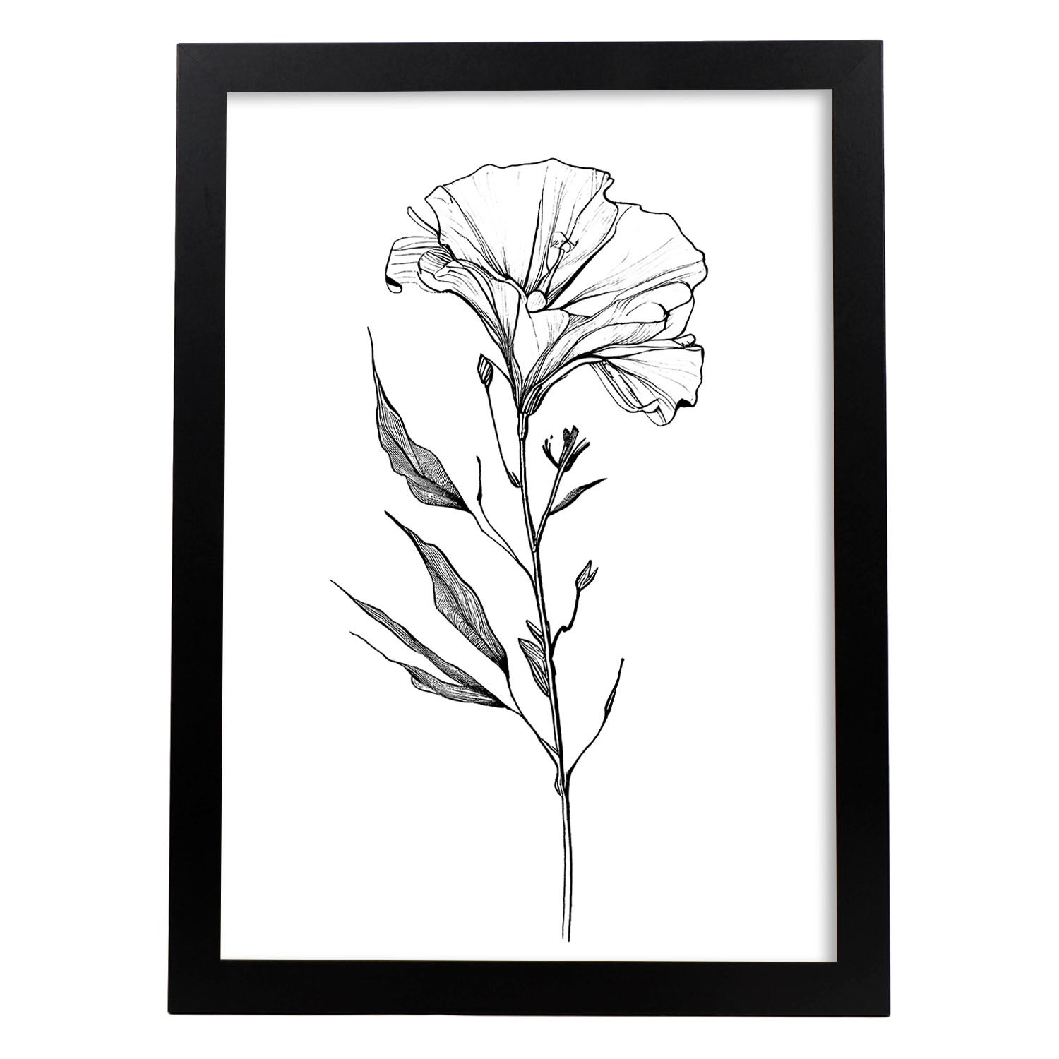 Poster De Eustoma Nórdico Ilustraciones De Botánica Con Flores Y ...