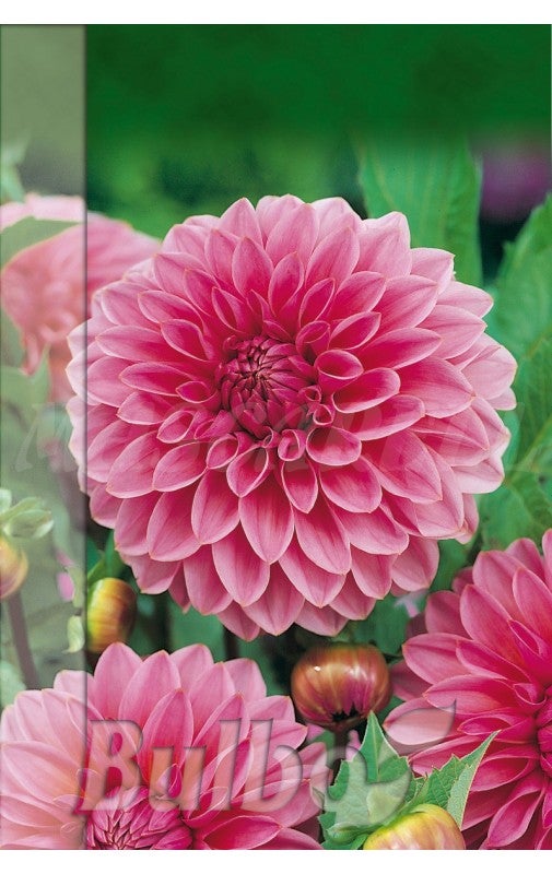BULBO DALIA LUCKY NUMBER ROSA | Leroy Merlin