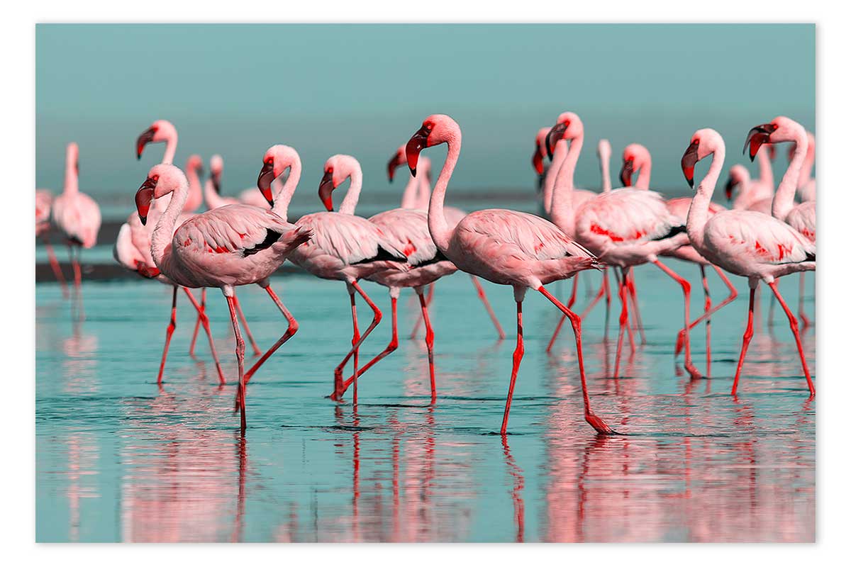 Cartel Flamingo rosa y azul - 60x40cm - made in France | Leroy Merlin