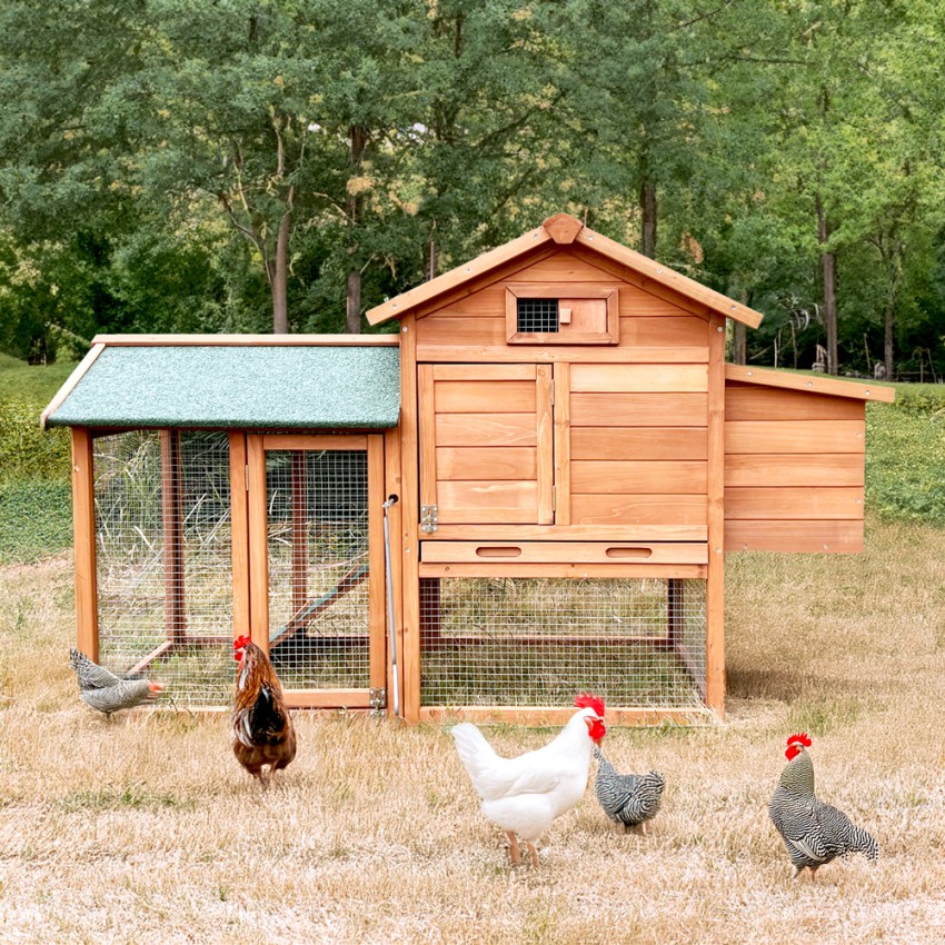 Poulailler en bois de jardin extérieur pour poules pondeuses 152x62x92 ...