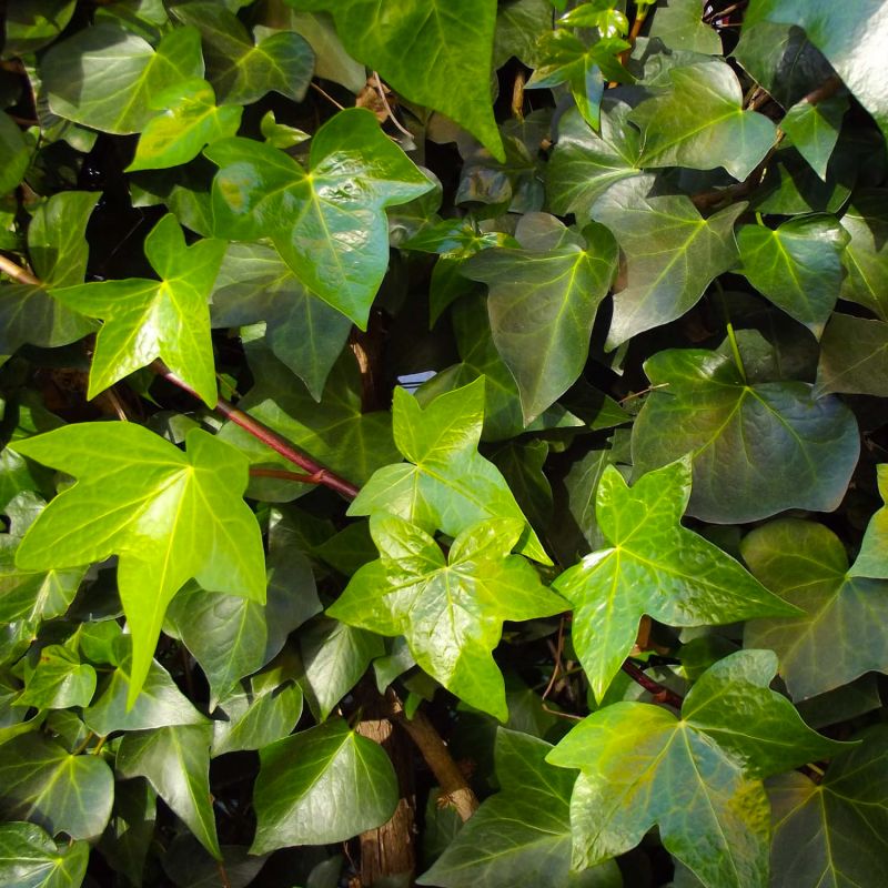 Lierre des Bois ou Lierre Commun (Hedera Helix) - Godet - Taille 13 ...