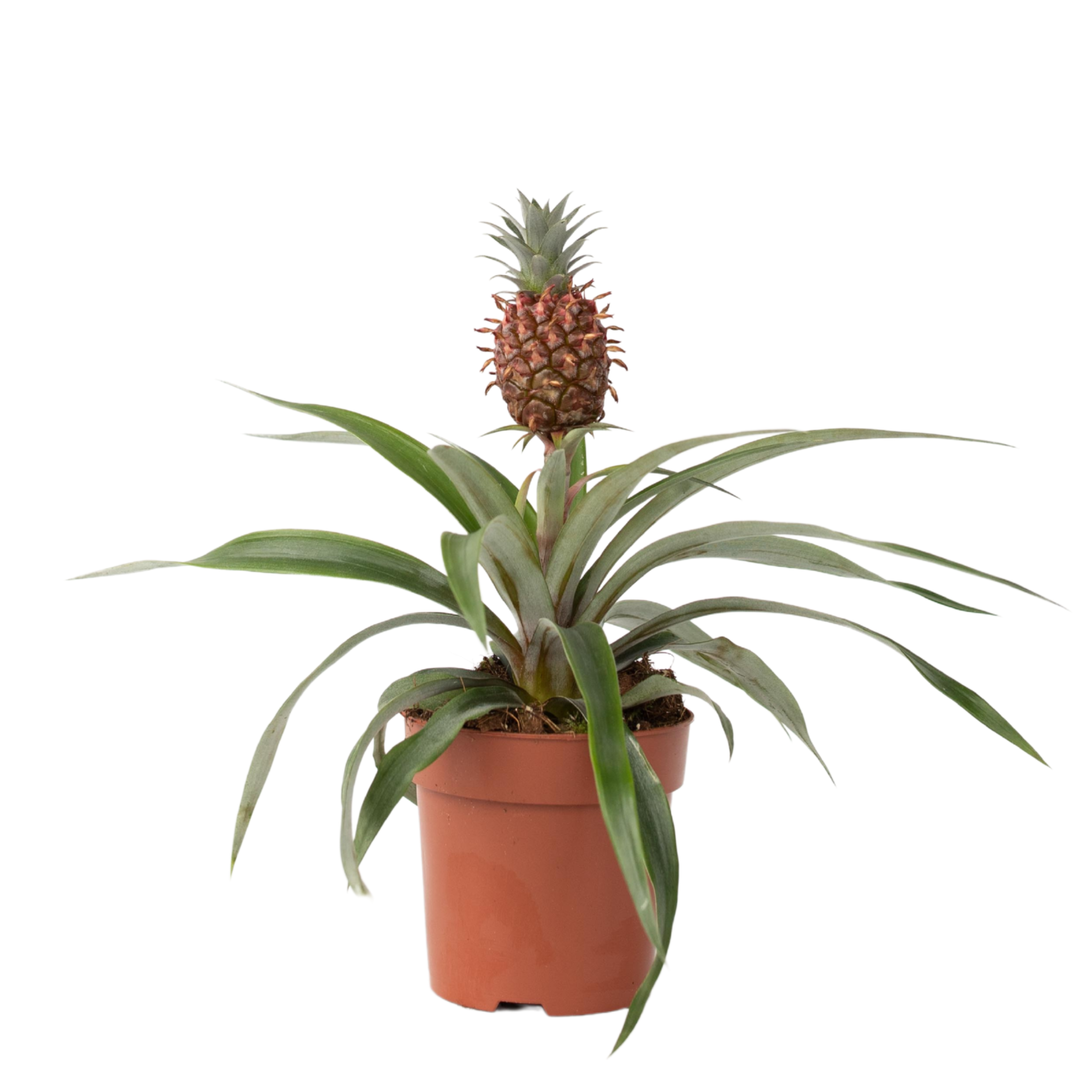 Ananas d'ornement - Ananas comosus 'Mi Amigo' - Hauteur 35-45cm - ⌀12cm ...