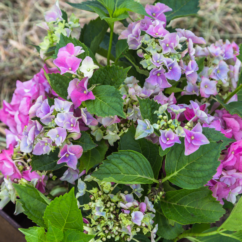 Hortensia macrophylla magical mix - Hydrangea macrophylla magical mix ...