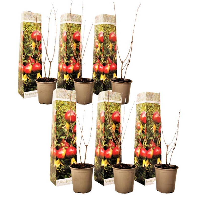 Grenadier - Set de 6 - Punica granatum - Hauteur 25-40cm - ⌀9cm | Leroy ...