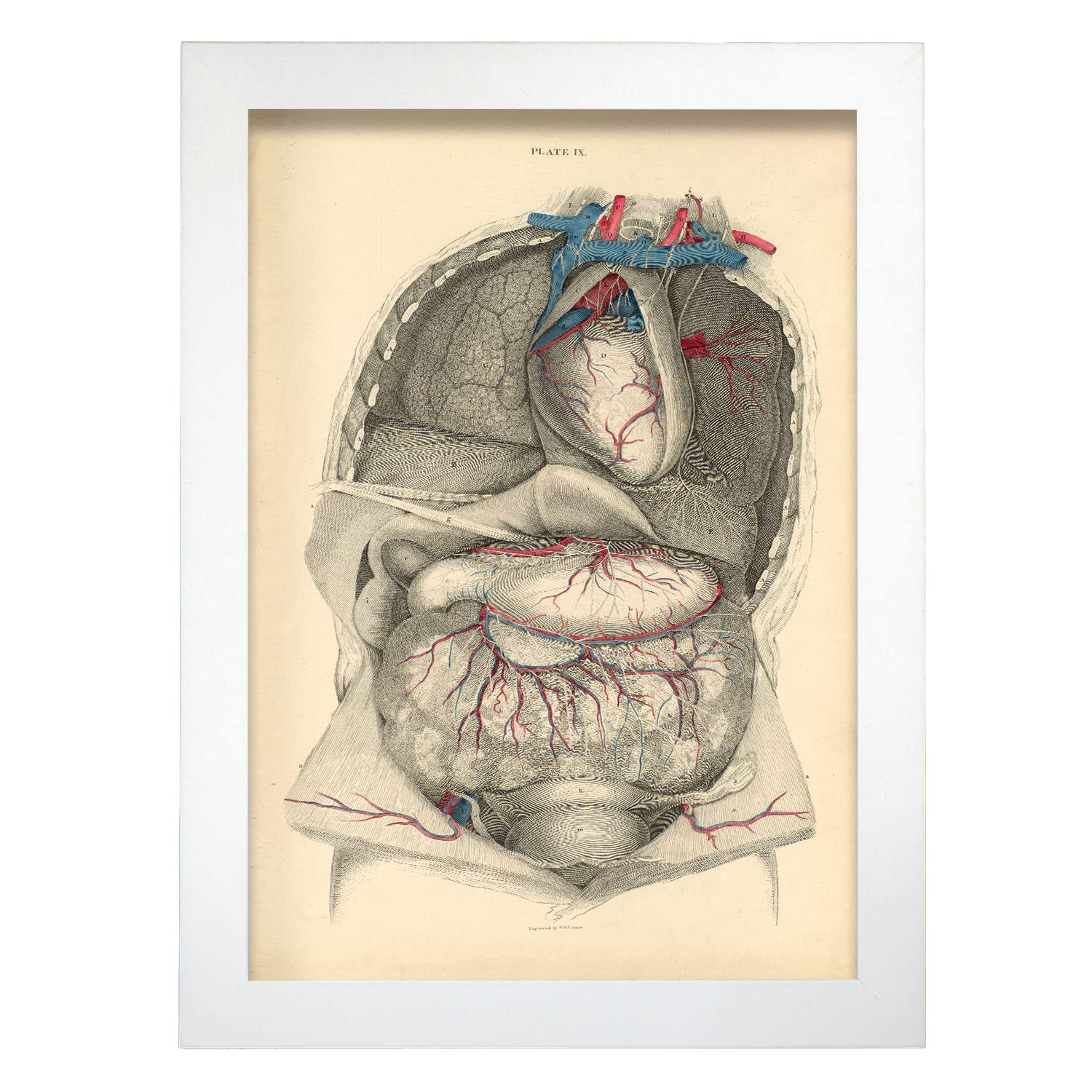 Affiche De Dissection Thoracique Et Abdomen Décoratives De L'anatomie ...