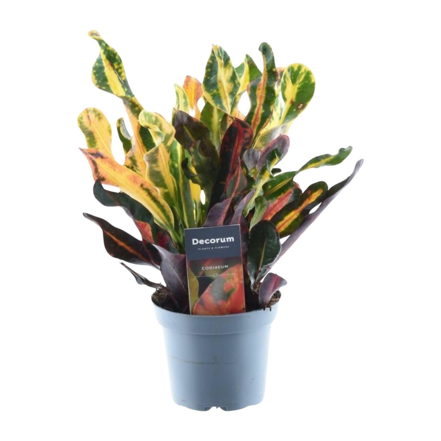 Planta Codiaeum variegatum 'Mammi' – 30 cm – Ø12– ComfortXL Green ...