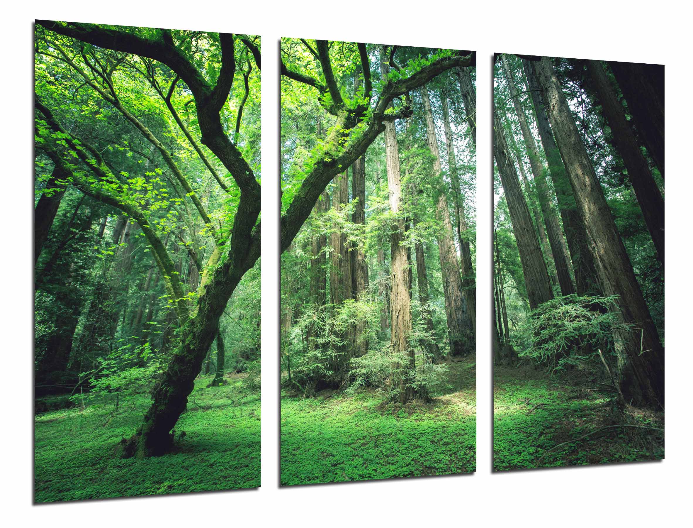 Forêt en été, bosquet dans la montagne, tirage photographique sur bois ...