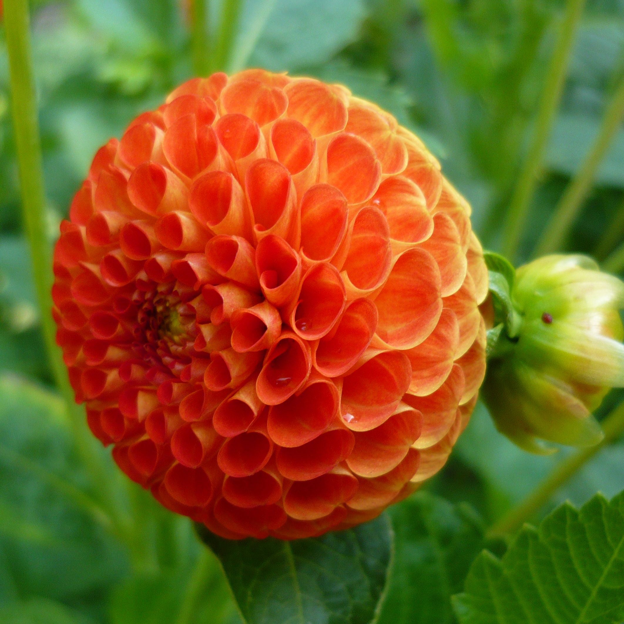 Dahlia gpe pompom 'Bantling' Bulbe calibre I | Leroy Merlin