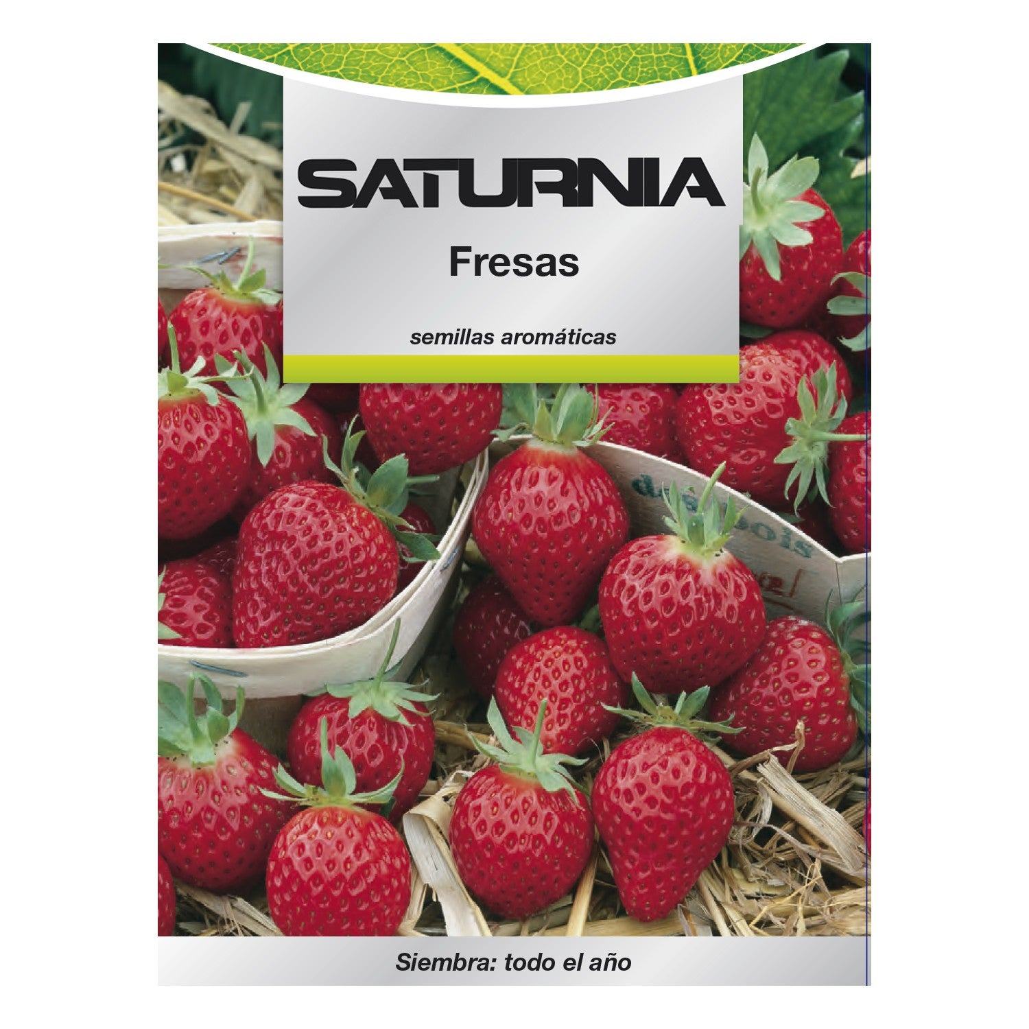 Semi di fragole da giardino | Leroy Merlin