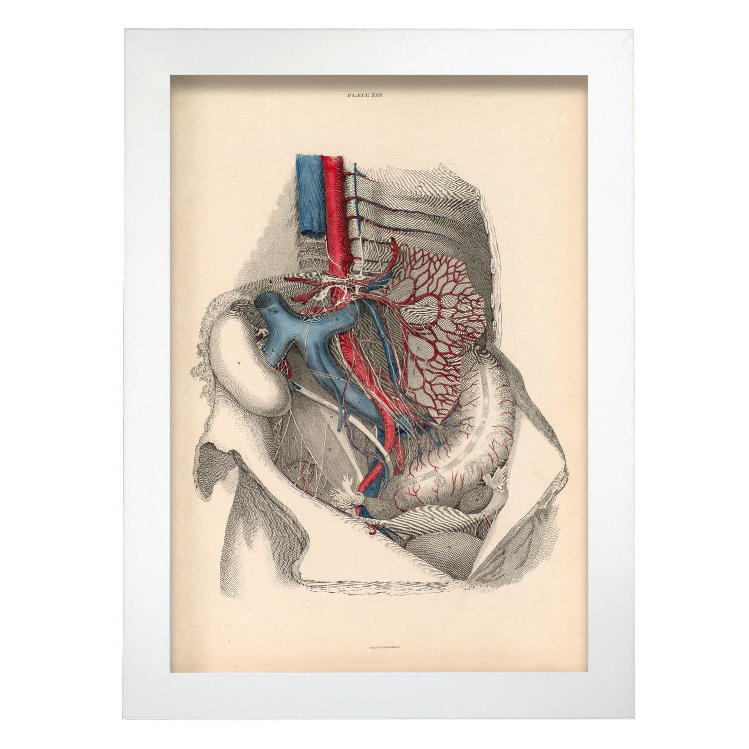 Affiche De Dissection Abdominale Décoratives De L'anatomie Et De La ...