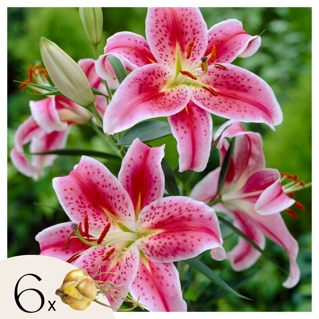 Lirio - 6 pzs - Lilium orientalis 'Stargazer' - Cepellones - Rosa ...