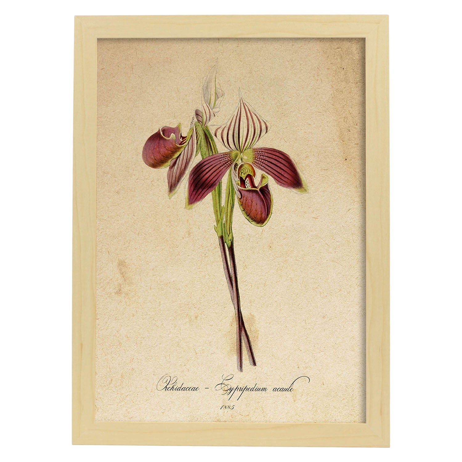 Affiche De Fleurs Vintage. Orchidaceae Jaune 2 Avec Conception Vintage ...