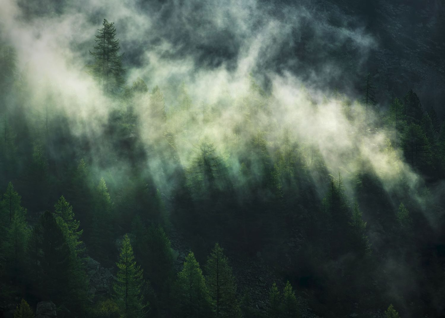 Papier peint panoramique forêt brumeuse vert foncé - 350 x 250 cm ...