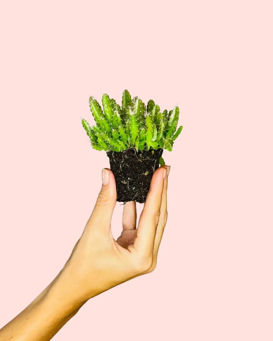 Pitaya Mini | Plantas Naturales | Pur Plant | Leroy Merlin