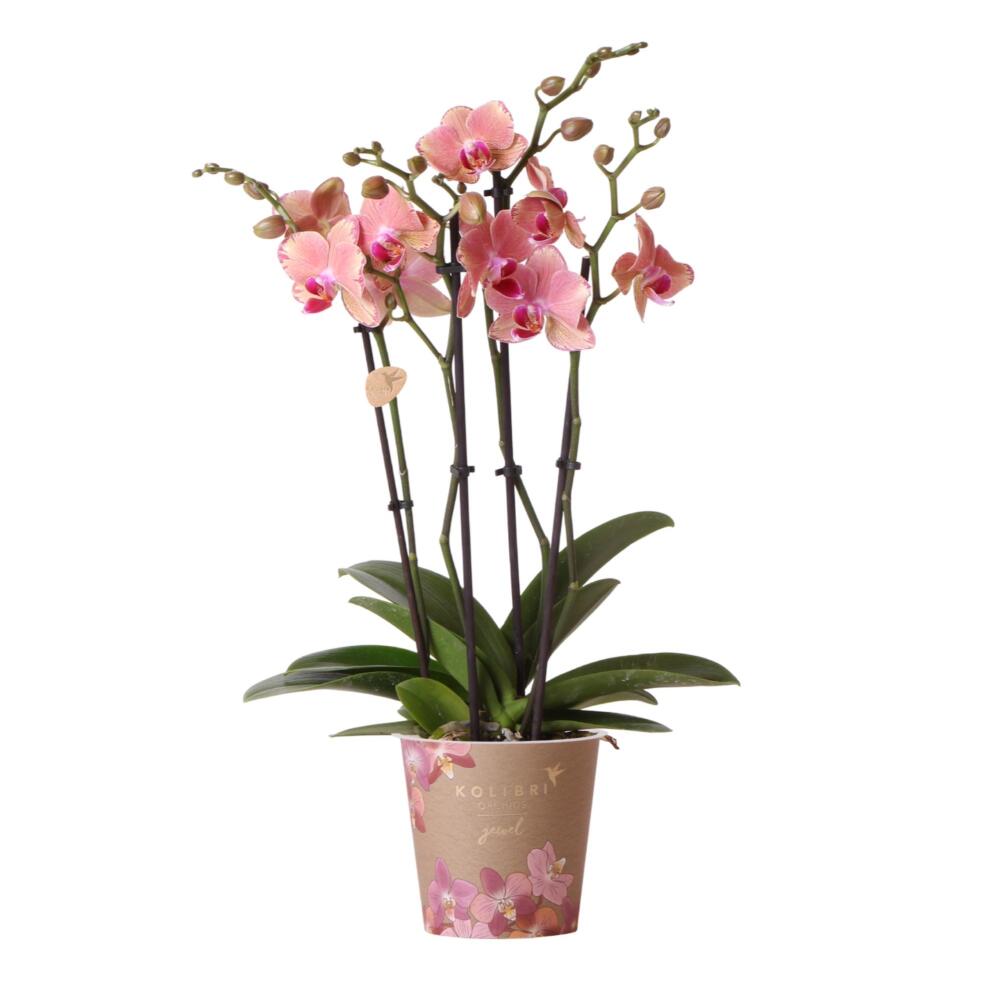 Orchidées Colibri - Orchidée Phalaenopsis Orange-Rosa - Jewel Pirate ...