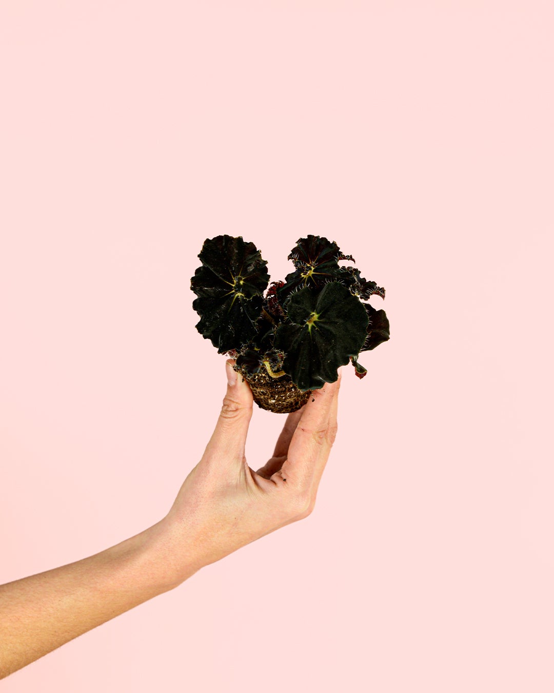 Begonia Rex Dark Mini | Plantas Naturales Interior | Pur Plant | Leroy ...