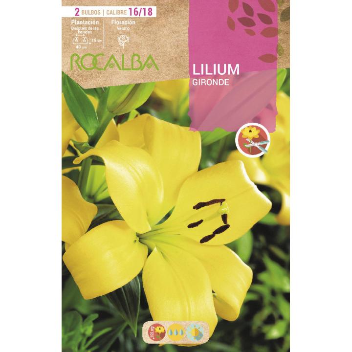 Bulbo Lilium asiatic amarillo 2 | Leroy Merlin