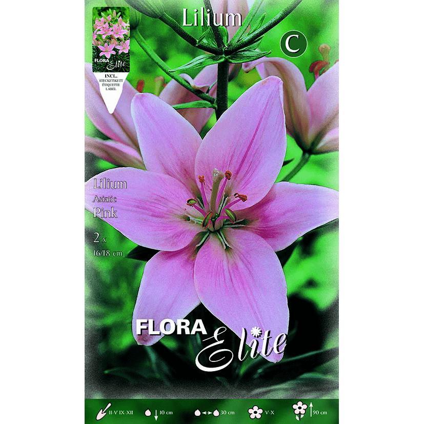 Bulbo Lilium asiatic rosa 2 | Leroy Merlin