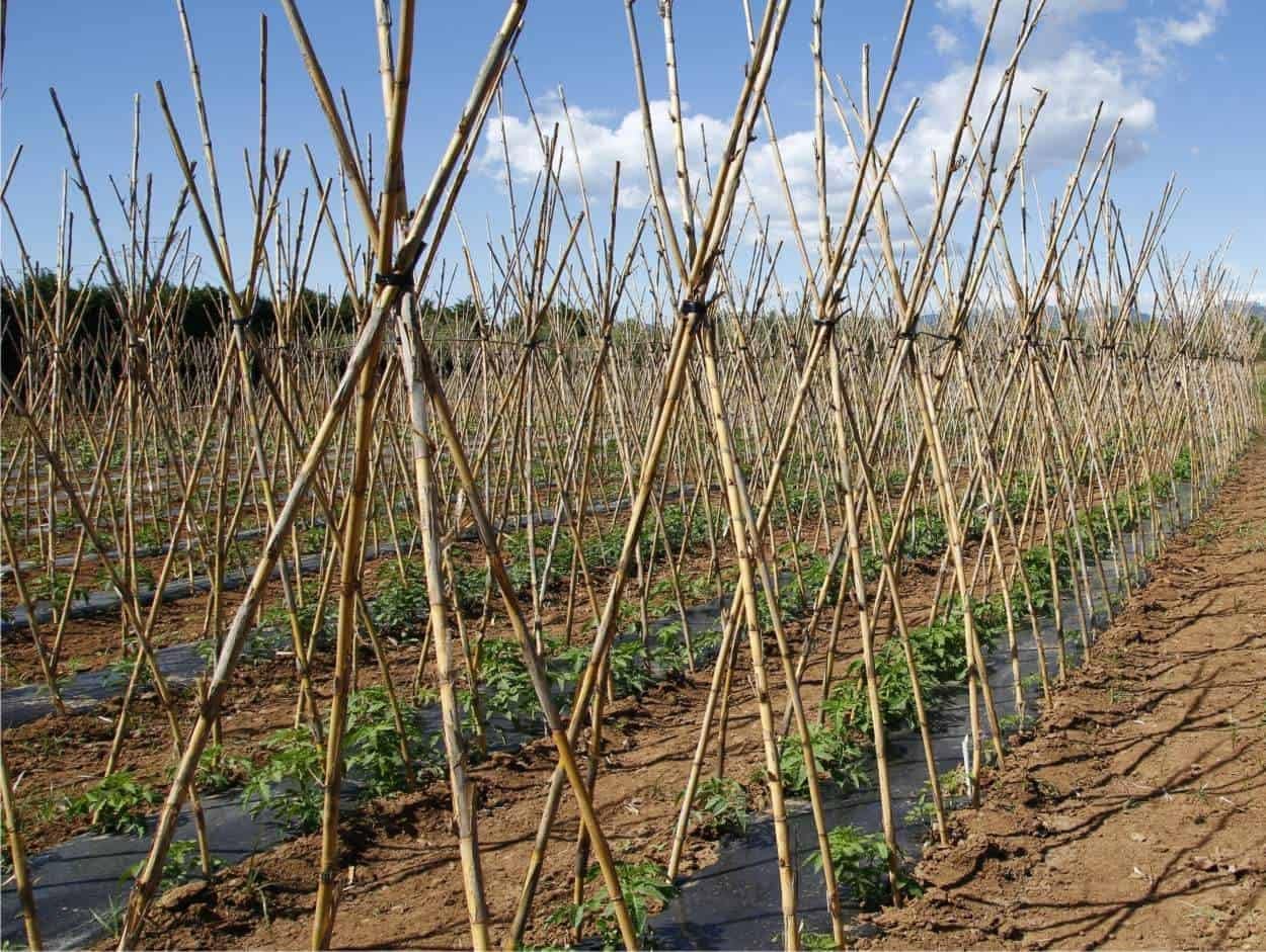 10 Canne di Bambù Naturali 210 cm | Tutori Resistenti per Piante e ...