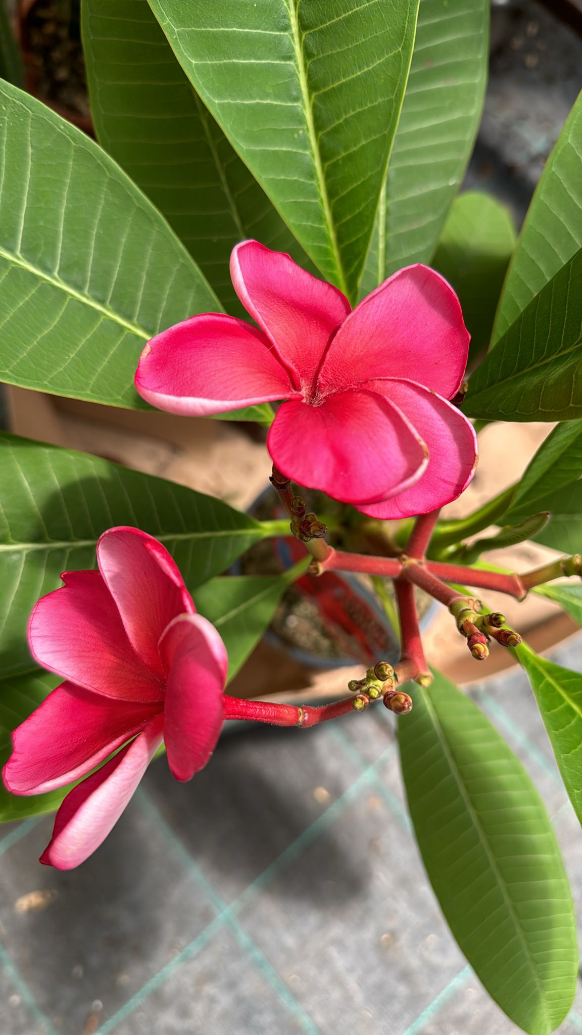 Plumeria Waxy red, frangipane, H 60cm, foto reali | Leroy Merlin