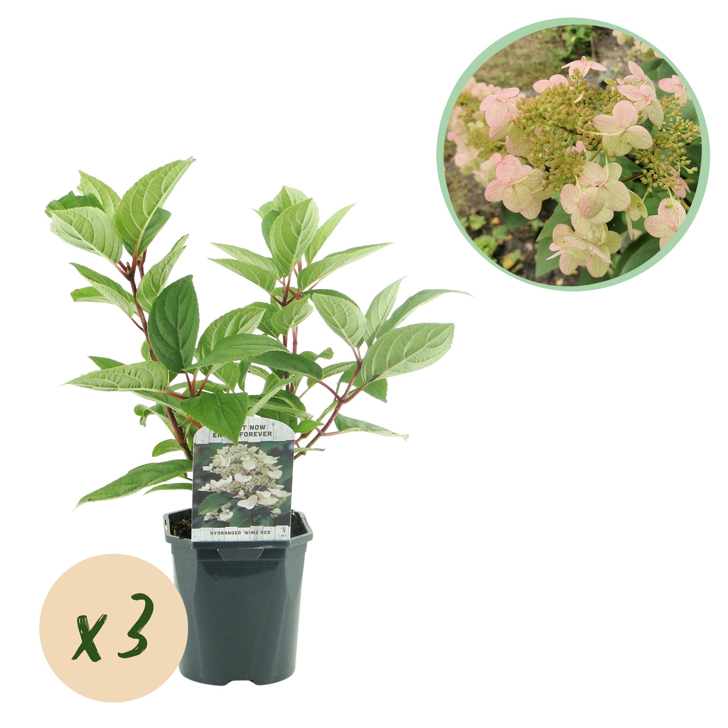 Green boutiQ – Hortensia Paniculé – Wims Red – Fleurs blanches et ...