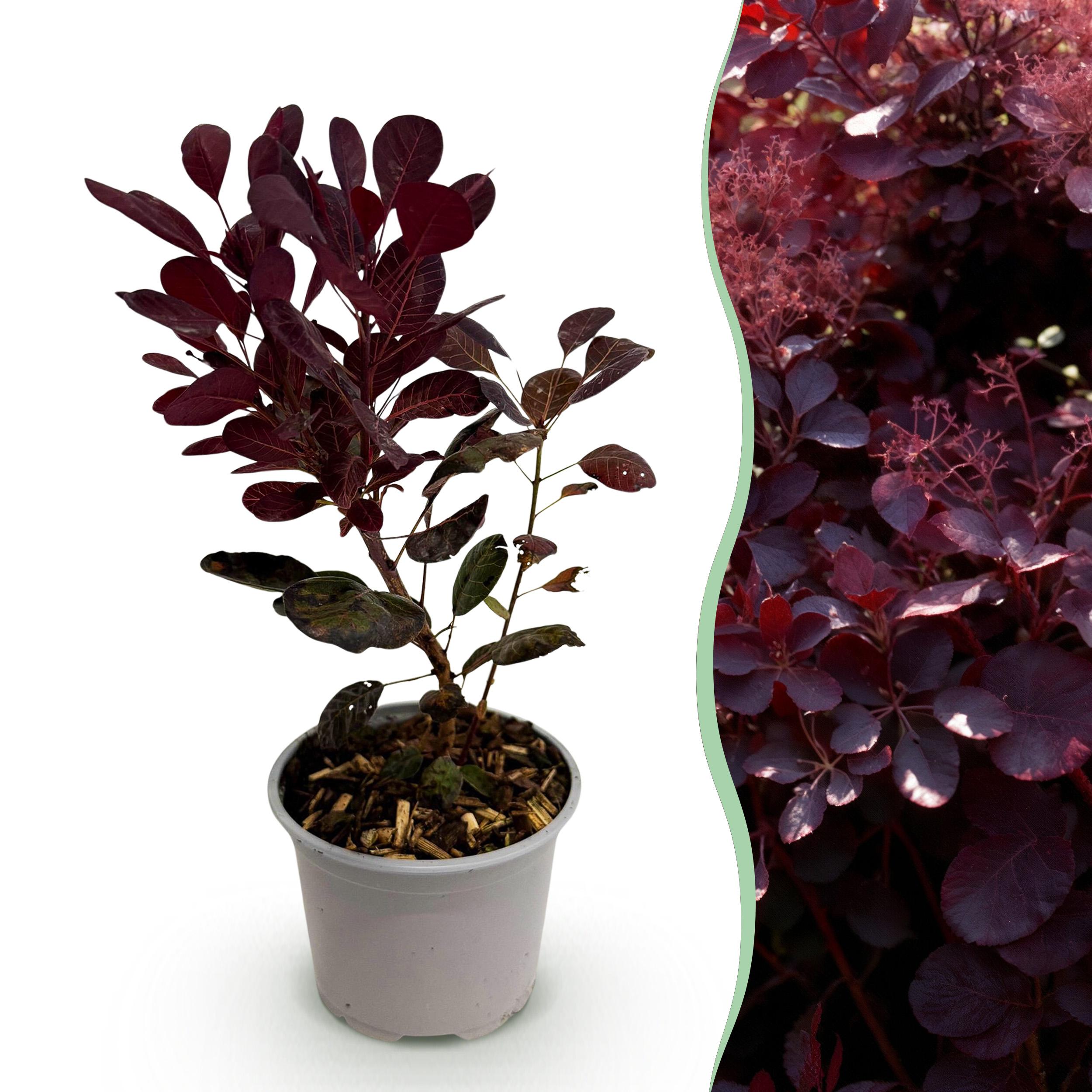 Planta de jardín Cotinus coggyria lilas follaje violeta maceta 12cm ...