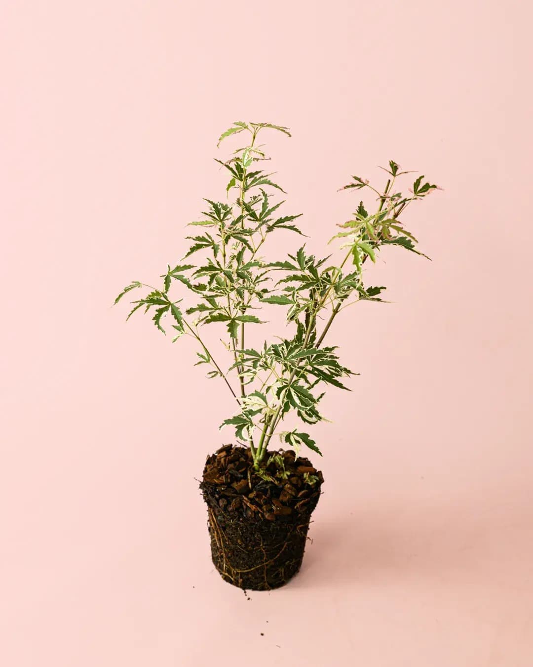 Arce Palmatum Butterfly Variegado | Planta Natural Exterior | Pur Plant ...