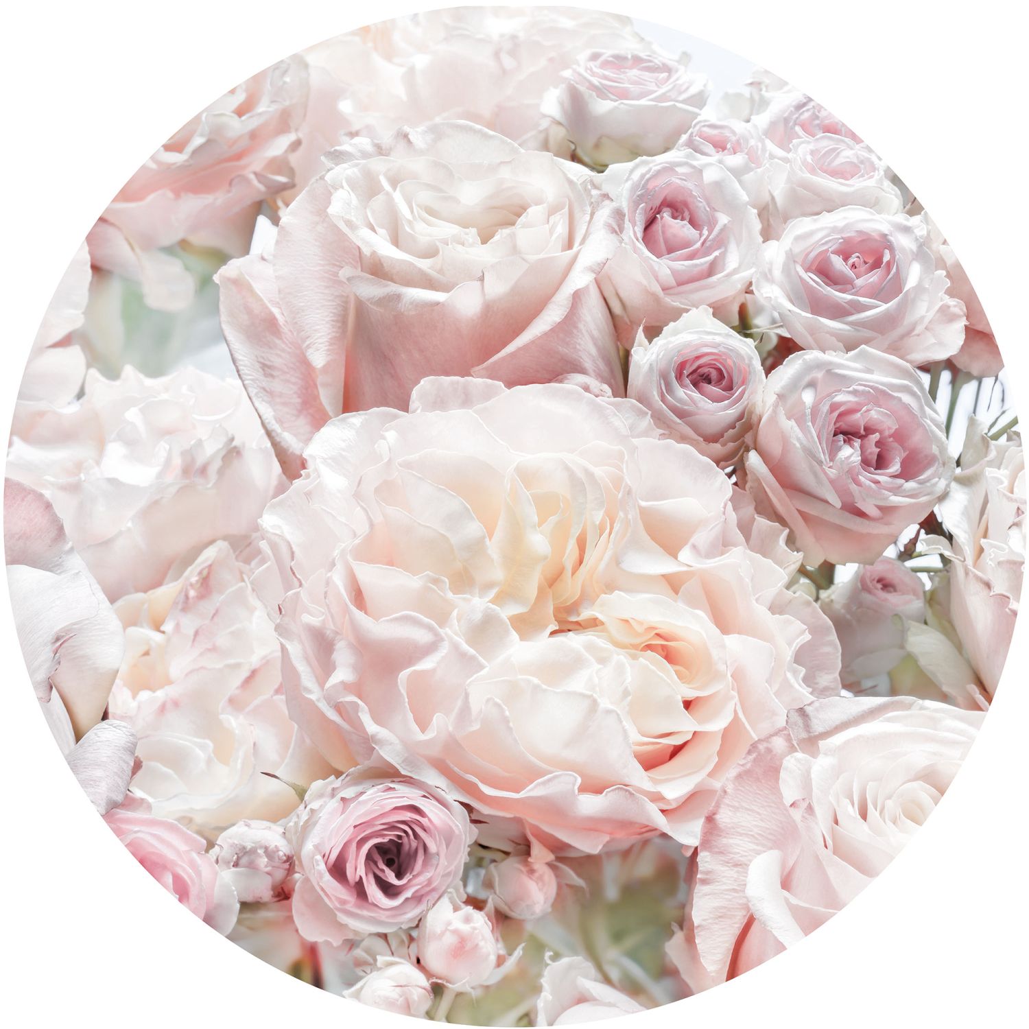 Papier peint panoramique rond adhésif Pink and Cream Roses rose clair ...