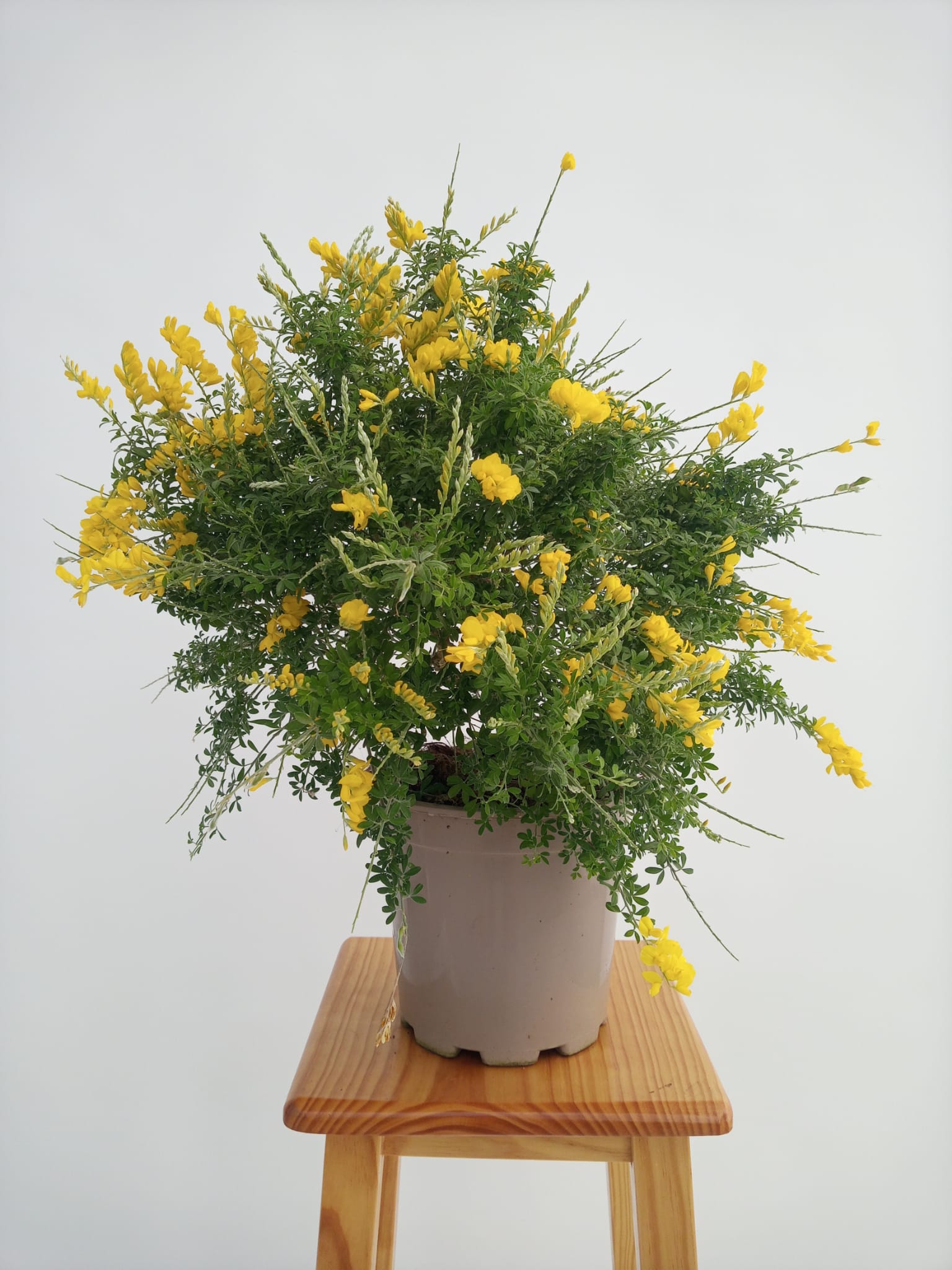 Retama - Cytisus Maderensis Planta Natural M20 Altura 50-40cm en maceta ...