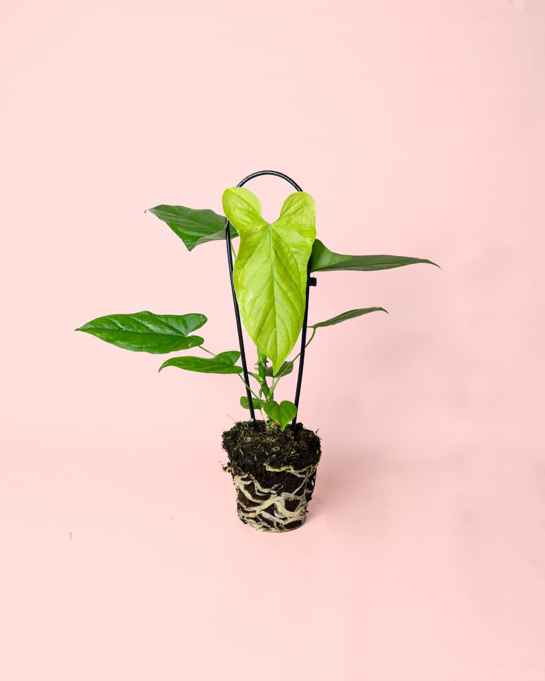 Anthurium Balaoanum | Planta Natural Interior | Pur Plant | Leroy Merlin