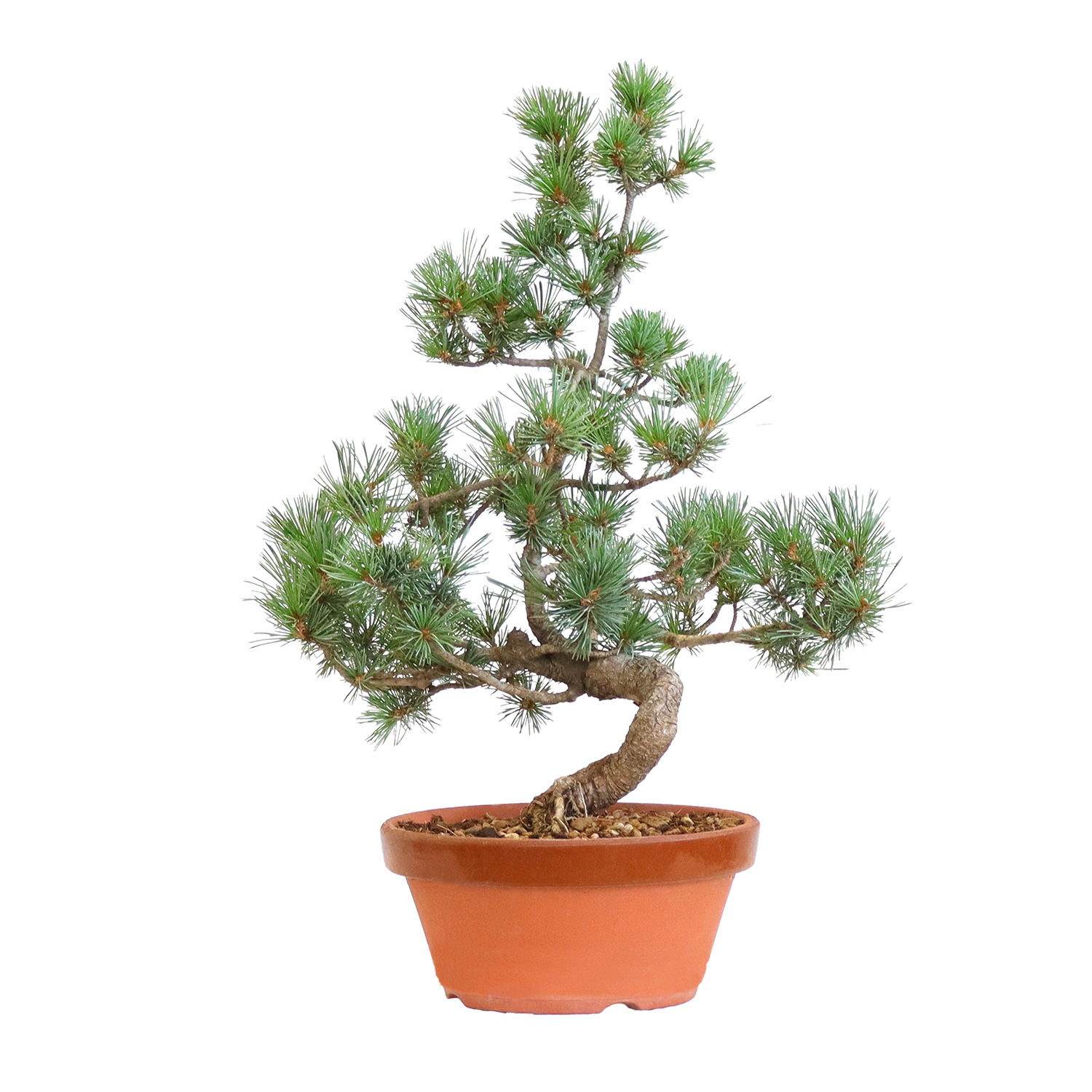 KENTIS - Bonsaï Pinus Parviflora Pentaphylla Cultivé au Japon - Pin ...
