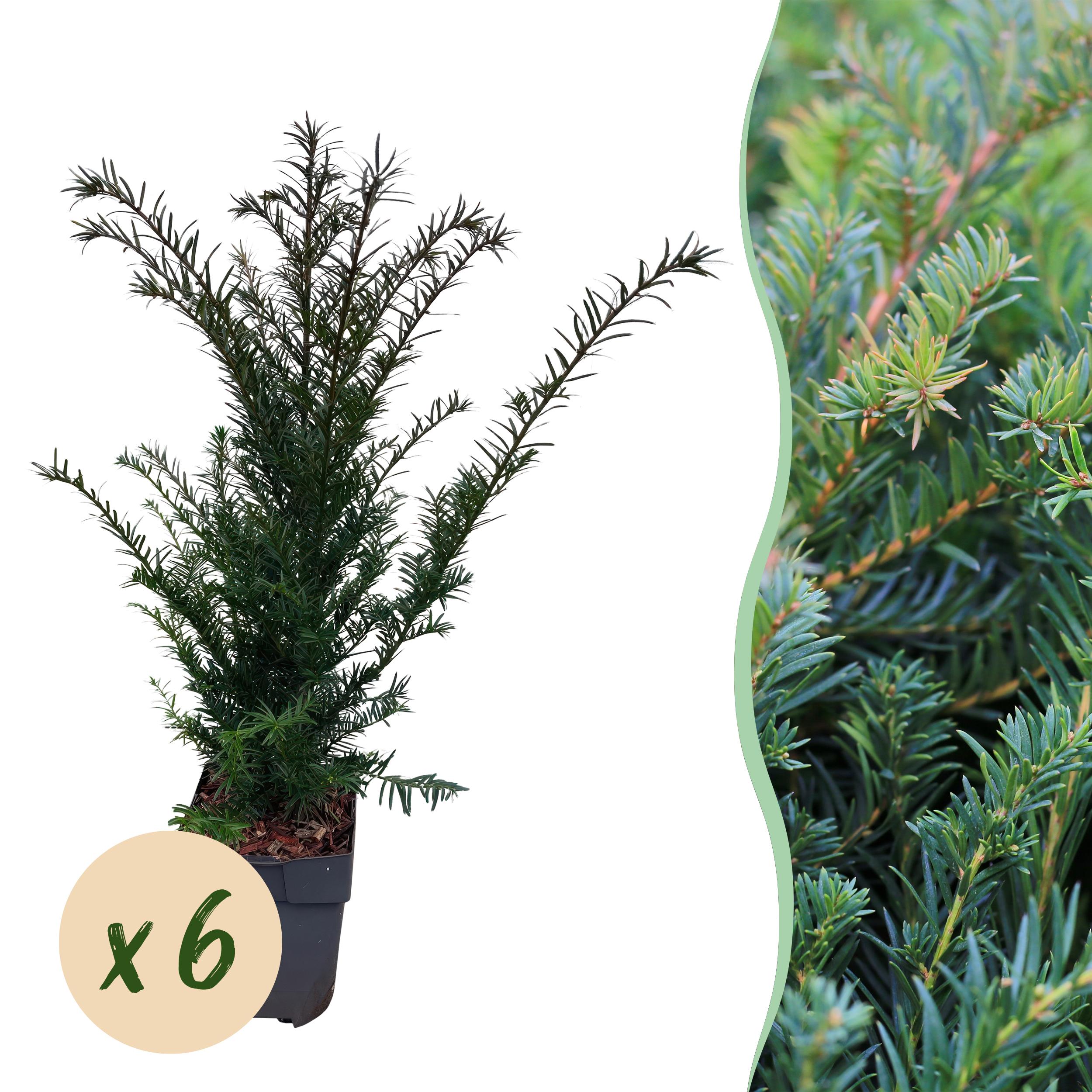 Green boutiQ – Haie Taxus baccata – 6 plantes – 1 mètre linéaire ...
