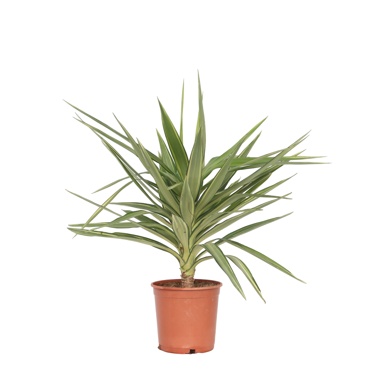 Yucca elephantipes 'Jewel' - Palmera XL - Maceta 21cm - Altura 60-70cm ...