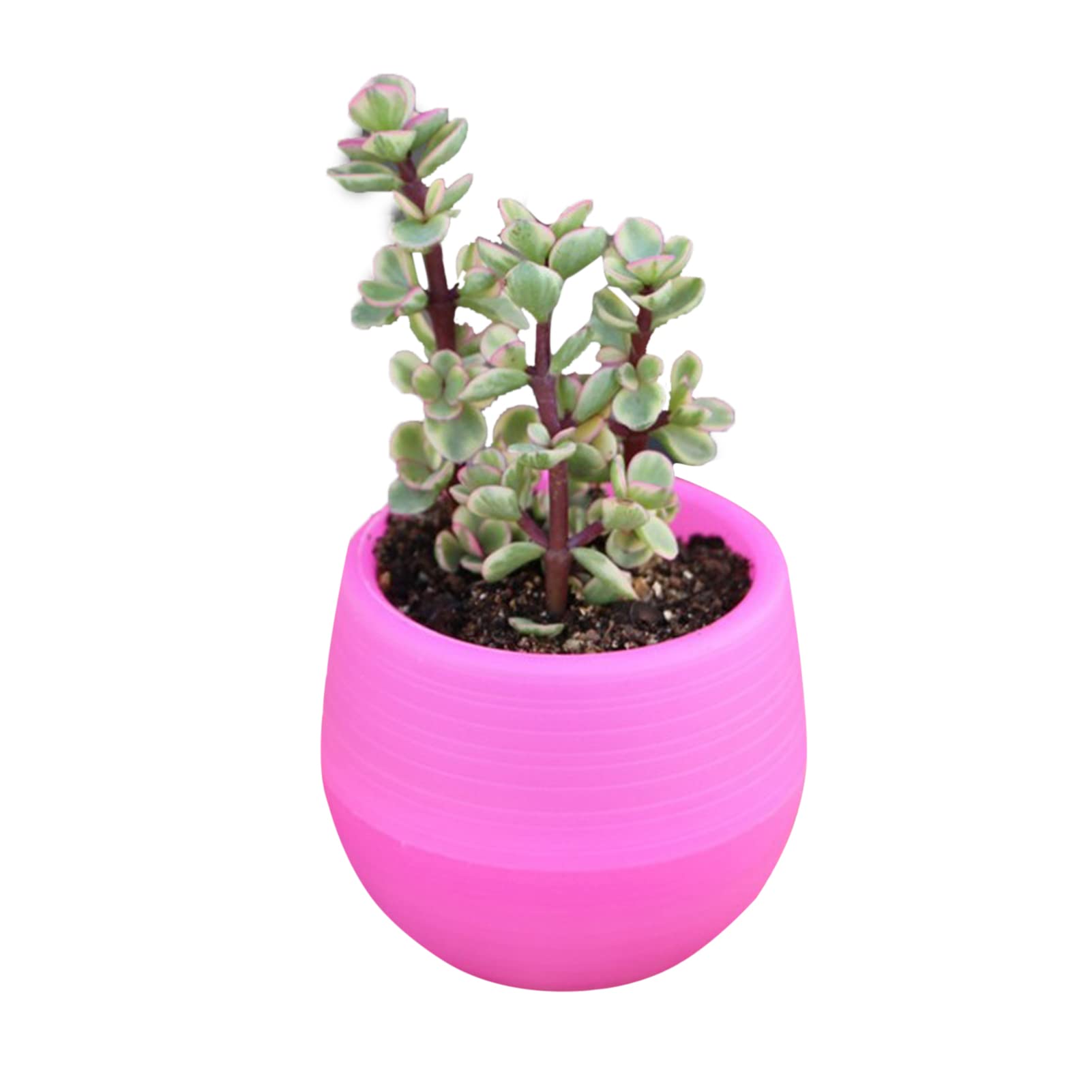Mini maceta para suculentas de 7 cm de altura, ideal para plántulas y ...